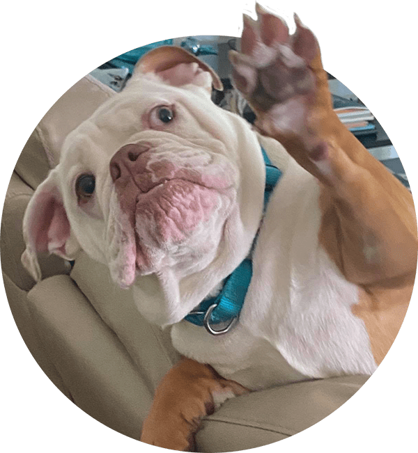 How to Help - Humane Ohio