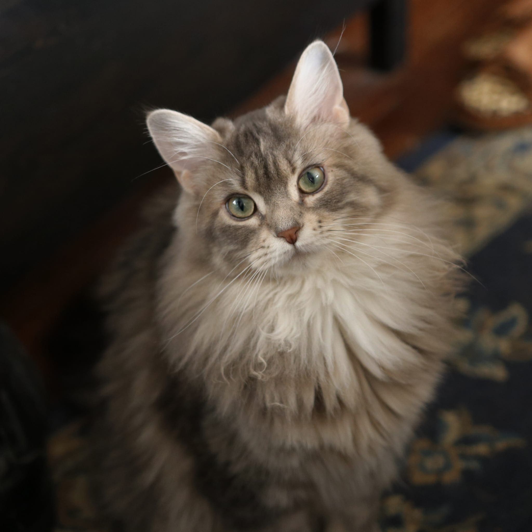 Resources - Humane Ohio