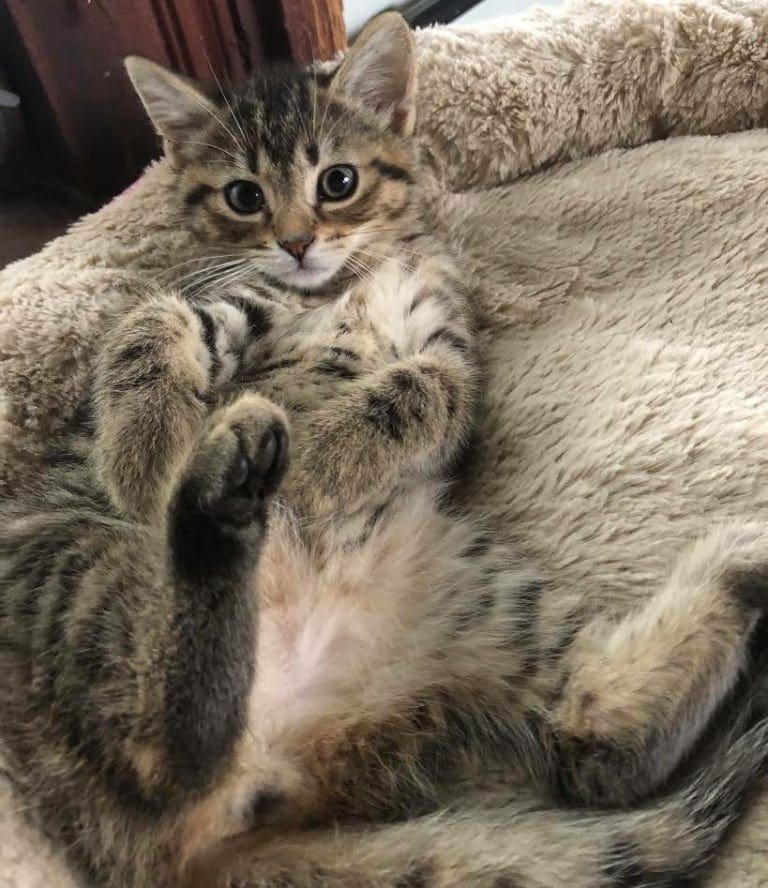 Cat Adoption - Humane Ohio